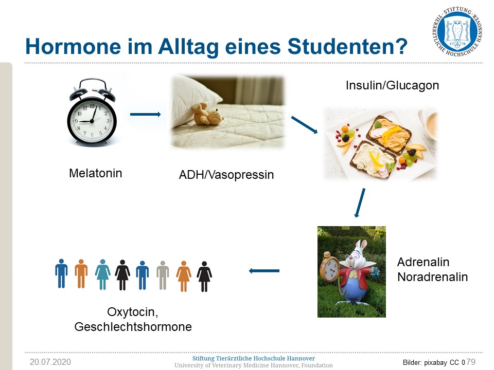 BSc. Biologie - Downloads - Lehrmaterialen - TiHo Hannover